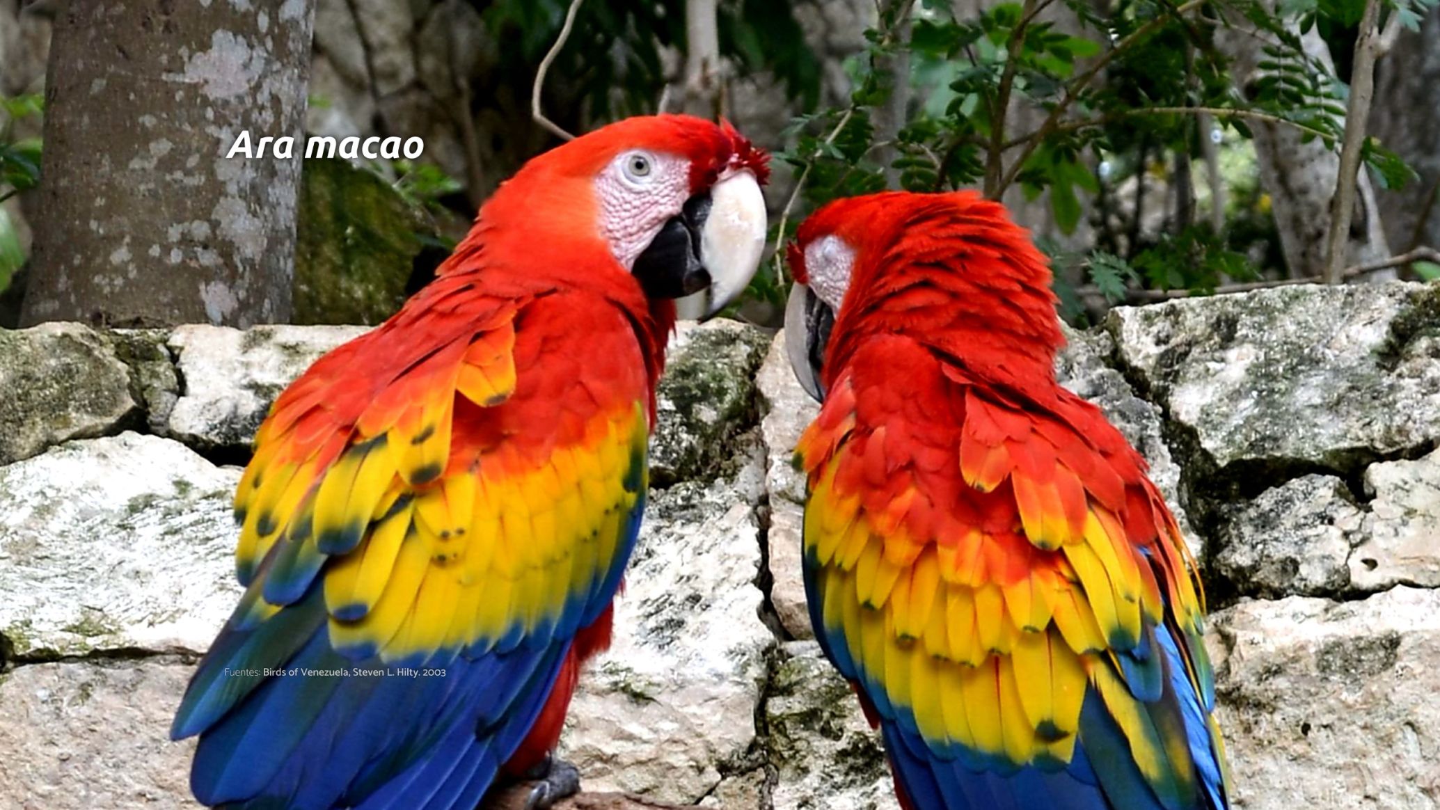 Caracas, isla de guacamayas
